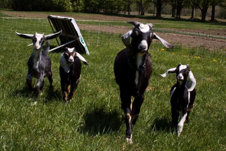Nubian Goats Breed Profile - Goat Journal